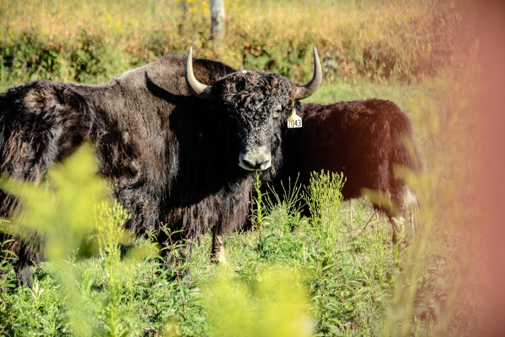 North Texas Yak Ranch Gallery
