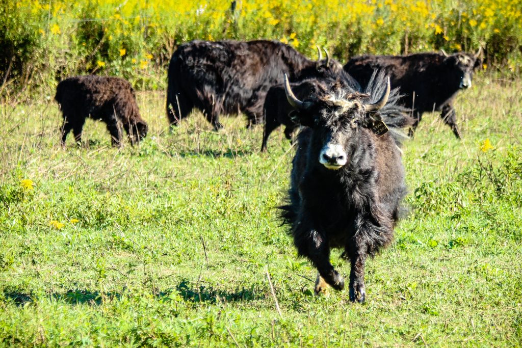 North Texas Yak Ranch Gallery